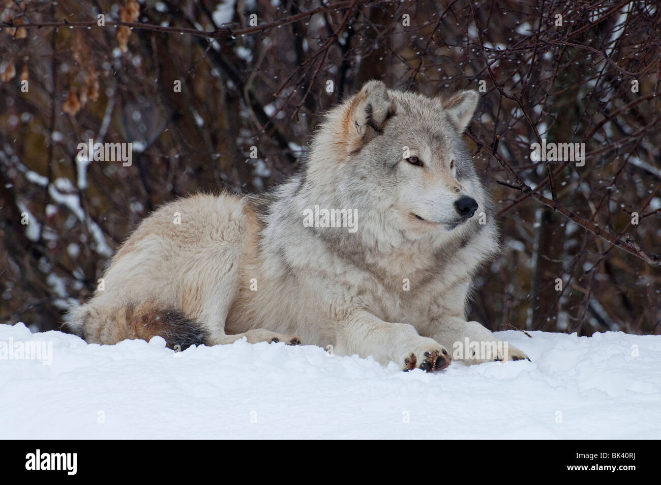 A Timber Wolf in the snow Stock Photo - Alamy