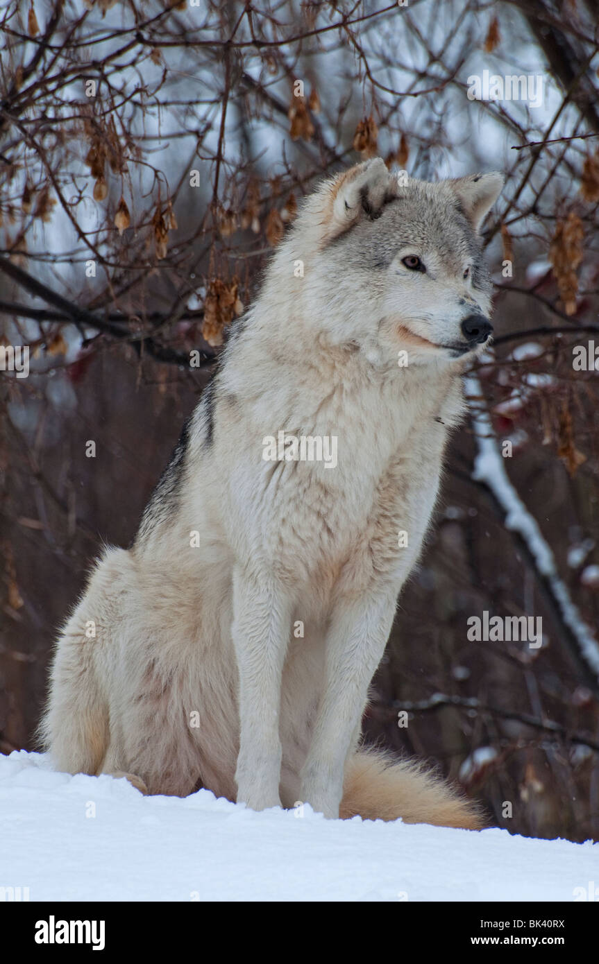 A Timber Wolf in the snow Stock Photo - Alamy