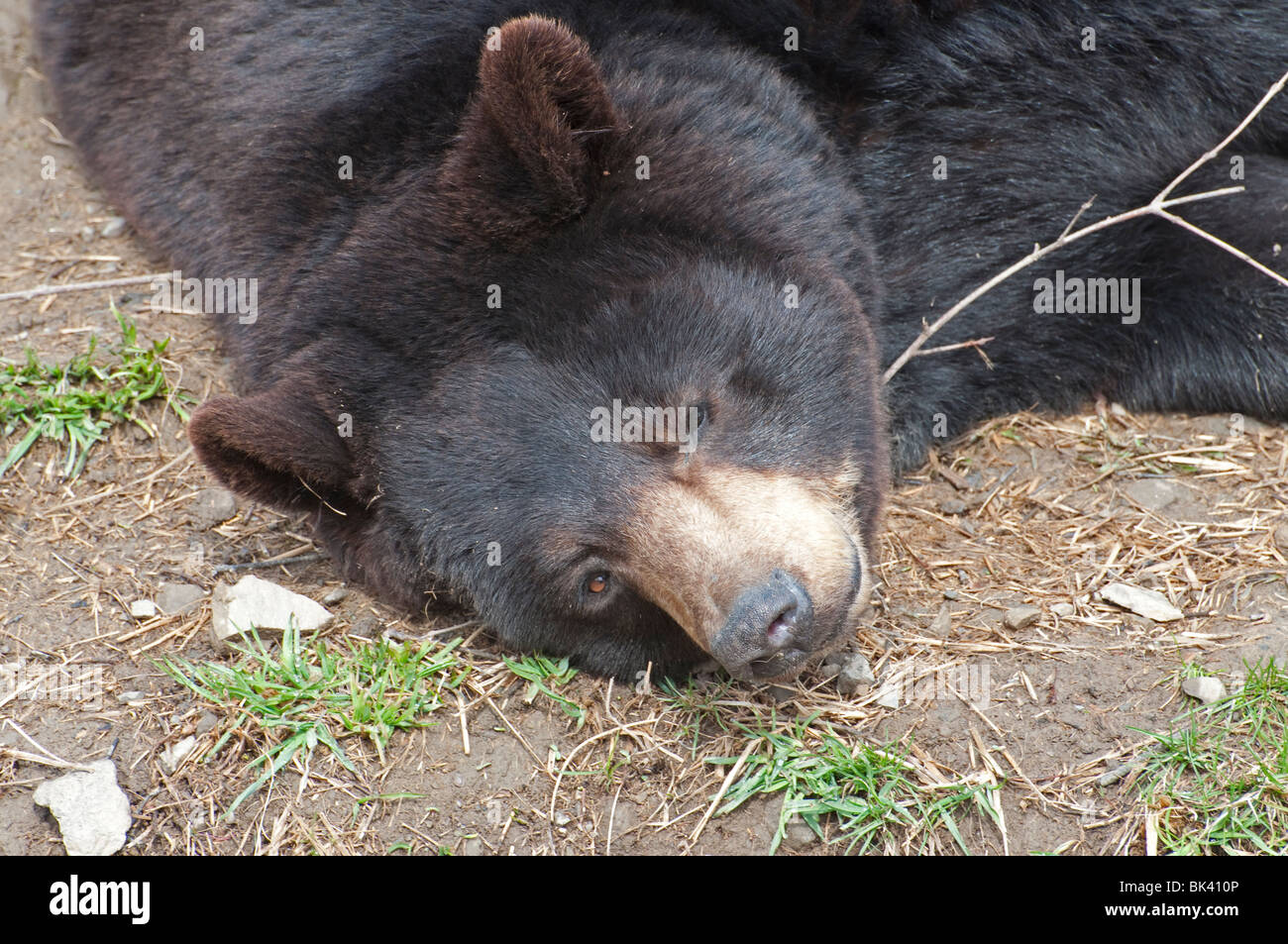 A Black Bear resting Stock Photo - Alamy