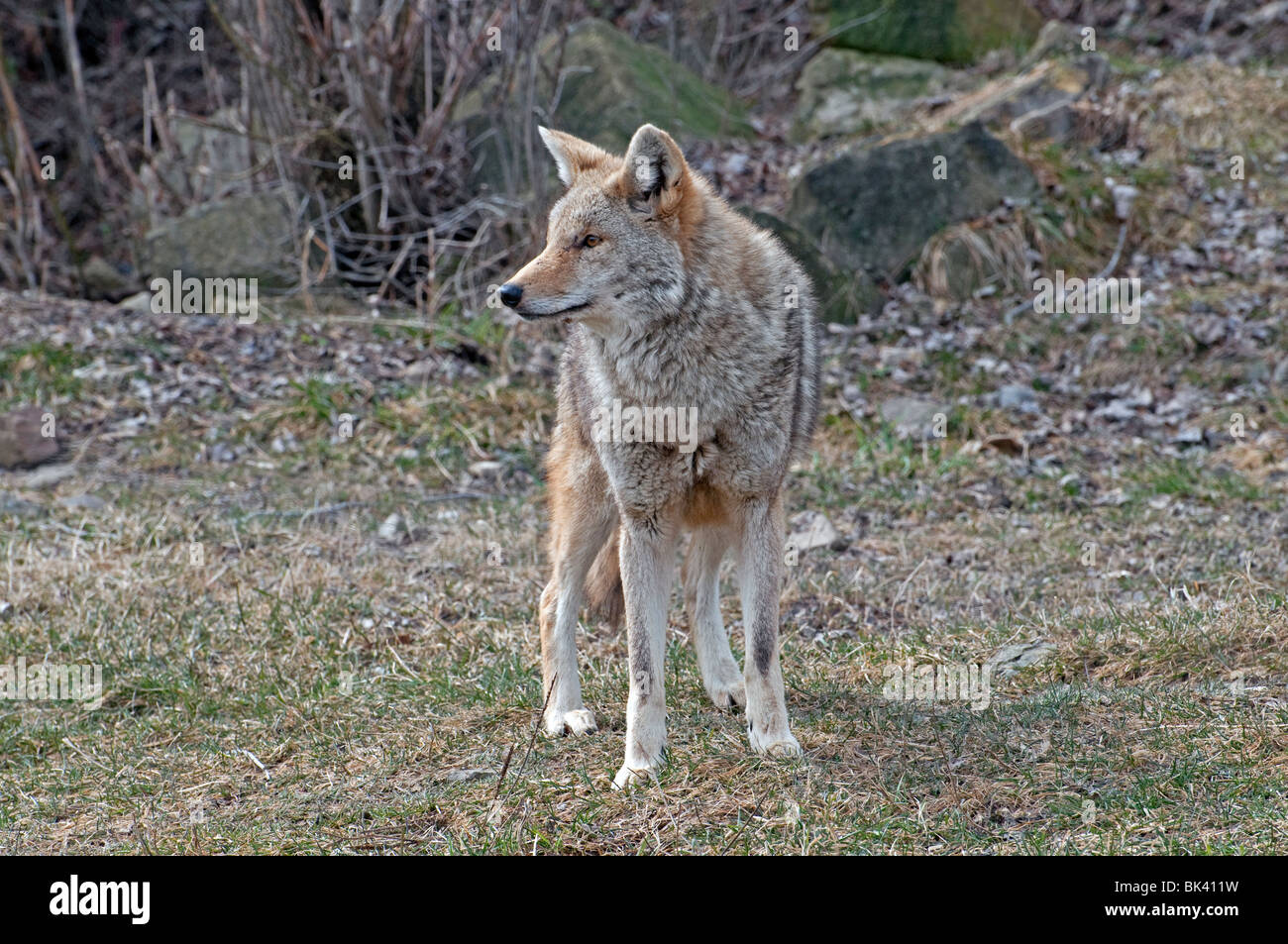 Alert coyote hi-res stock photography and images - Alamy