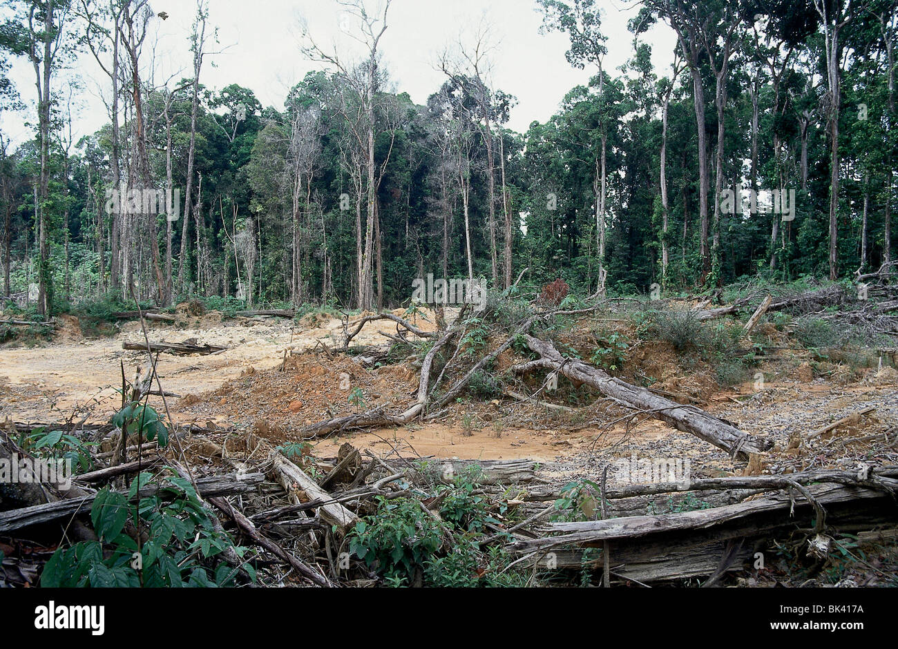 Clearing rain forest trees for mining operations in the Amazonas State ...