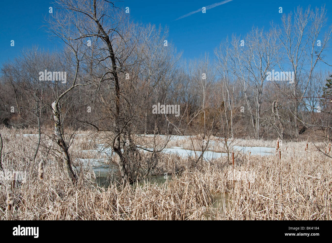 A frozen marsh in spring Stock Photo - Alamy
