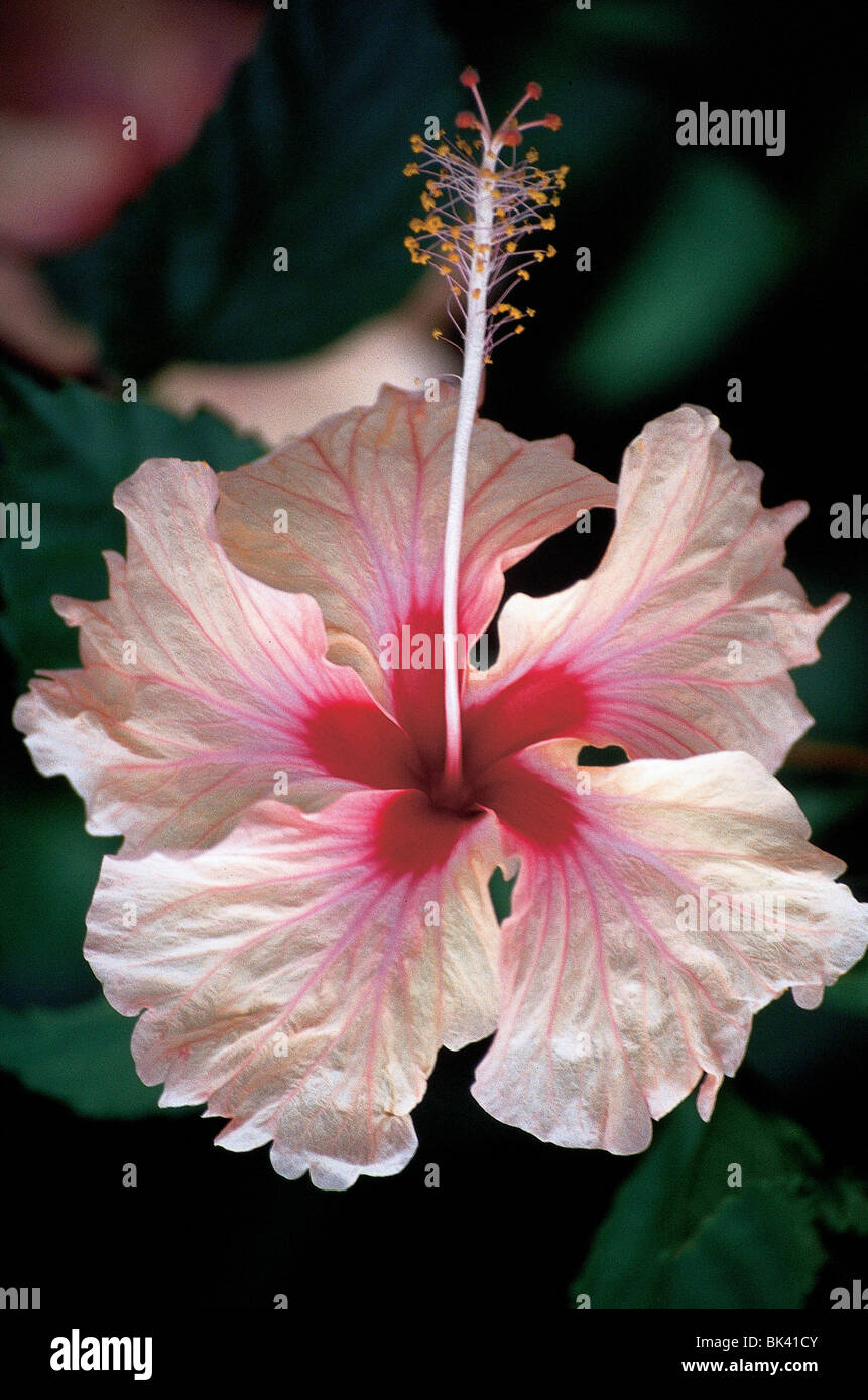 A tropical hibiscus flower, South America Stock Photo - Alamy
