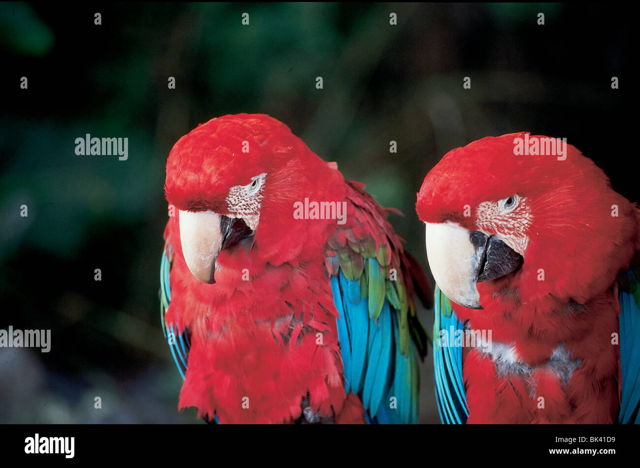 Parrots of venezuela hi-res stock photography and images - Alamy