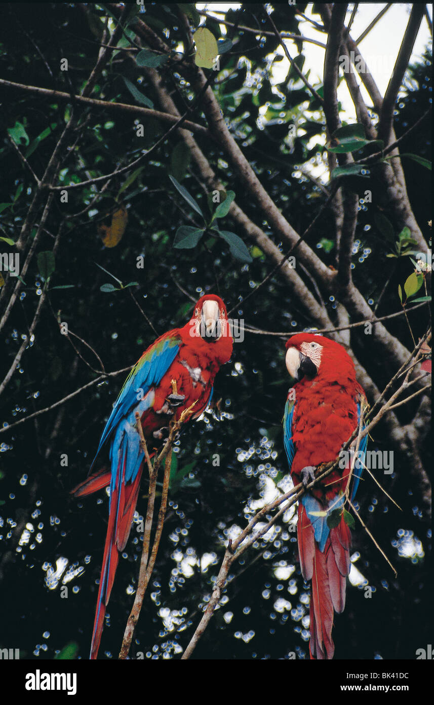 Parrots of venezuela hi-res stock photography and images - Alamy
