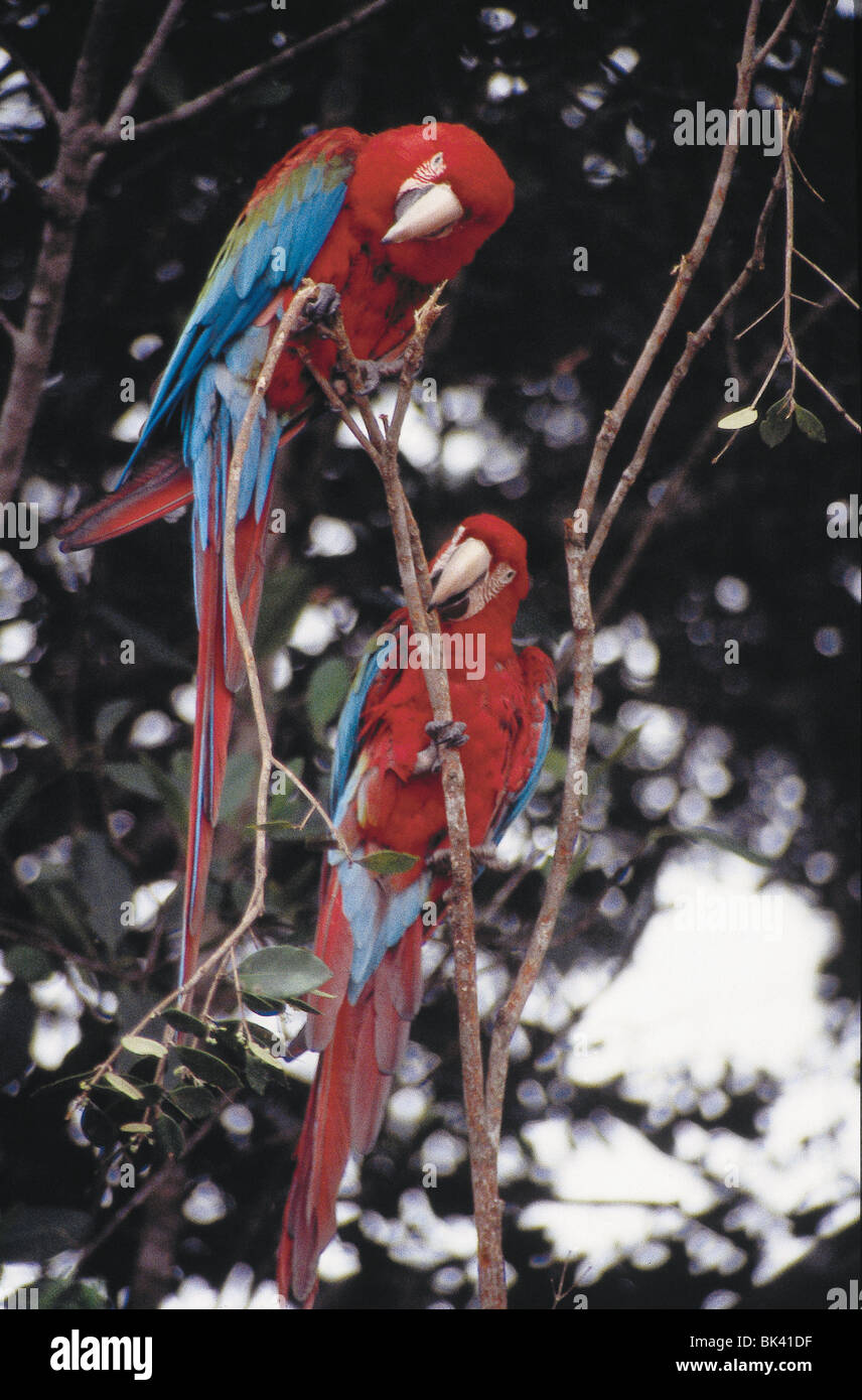 Parrots of venezuela hi-res stock photography and images - Alamy