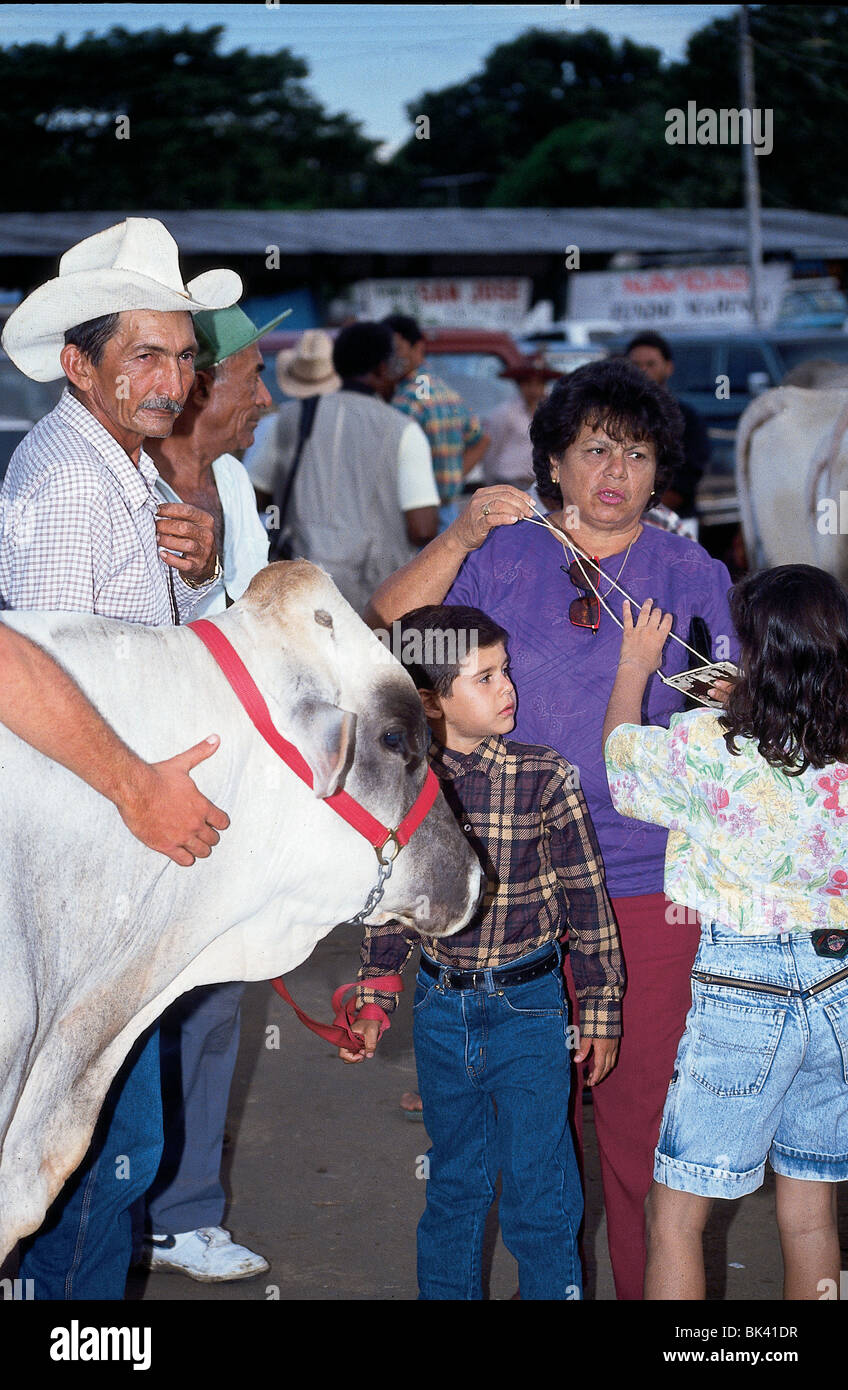 South American cattle rancher with his prized Zebu Cow at a county fair ...