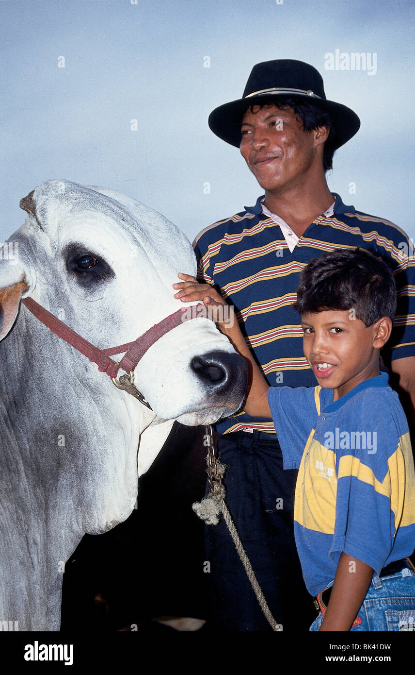 Zebu Cow at a county fair in Venezuela Stock Photo - Alamy