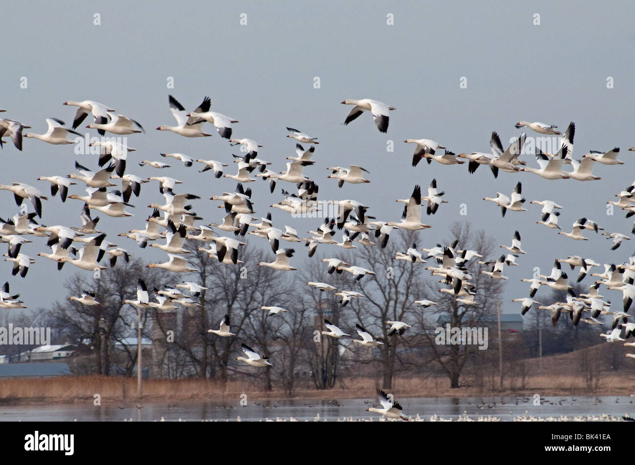 Geese taking off from hi-res stock photography and images - Alamy