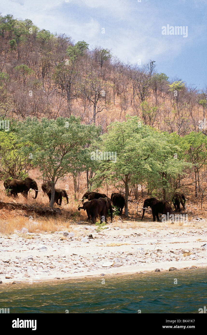 Elephants in Zimbabwe, Africa Stock Photo - Alamy
