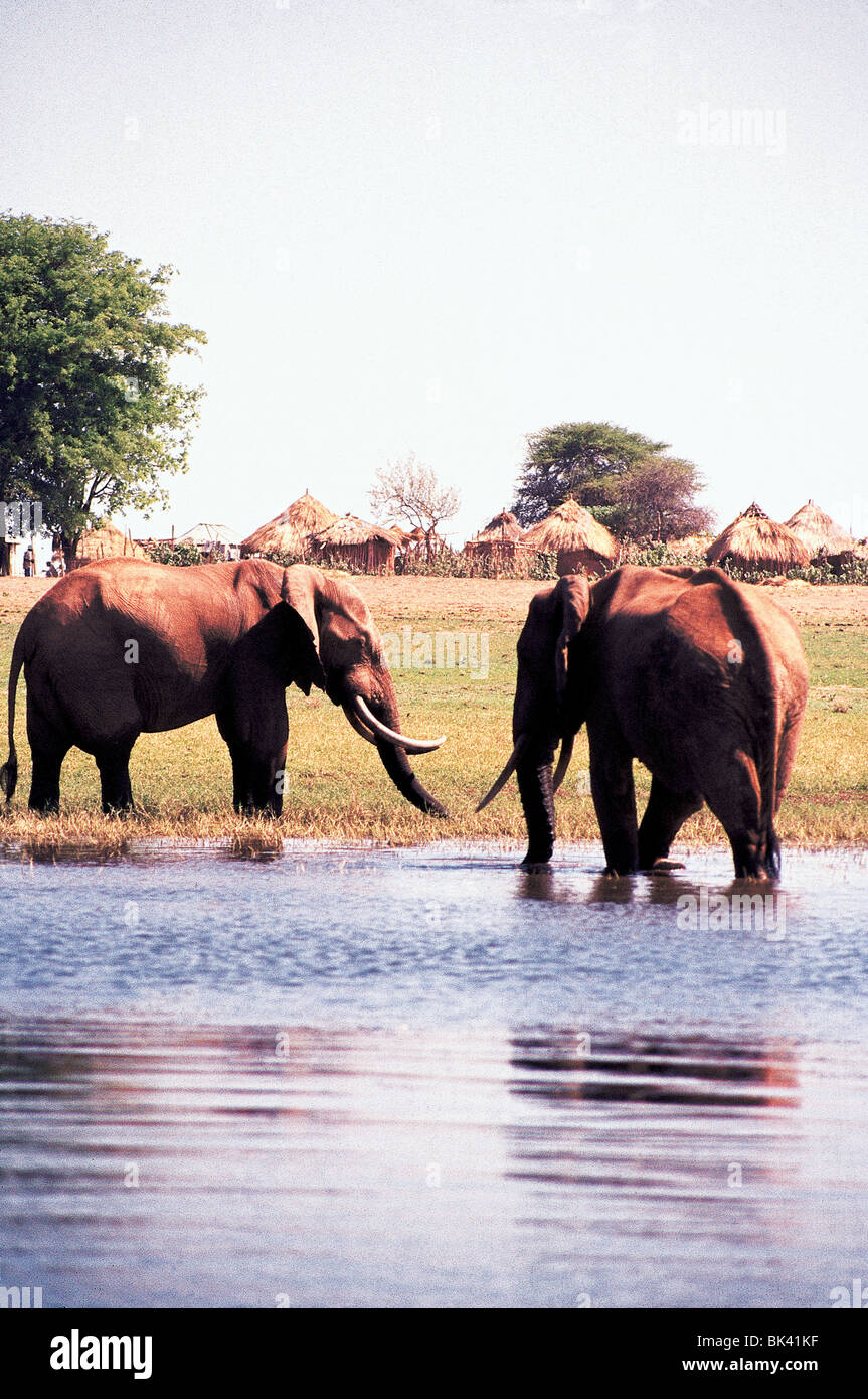 Elephants in Zimbabwe, Africa Stock Photo - Alamy