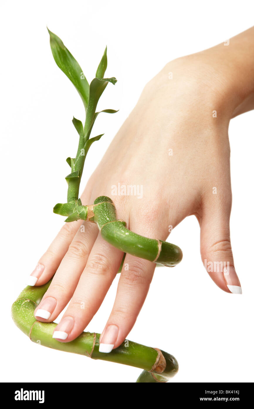 Hand and bamboo over isolated white background Stock Photo - Alamy