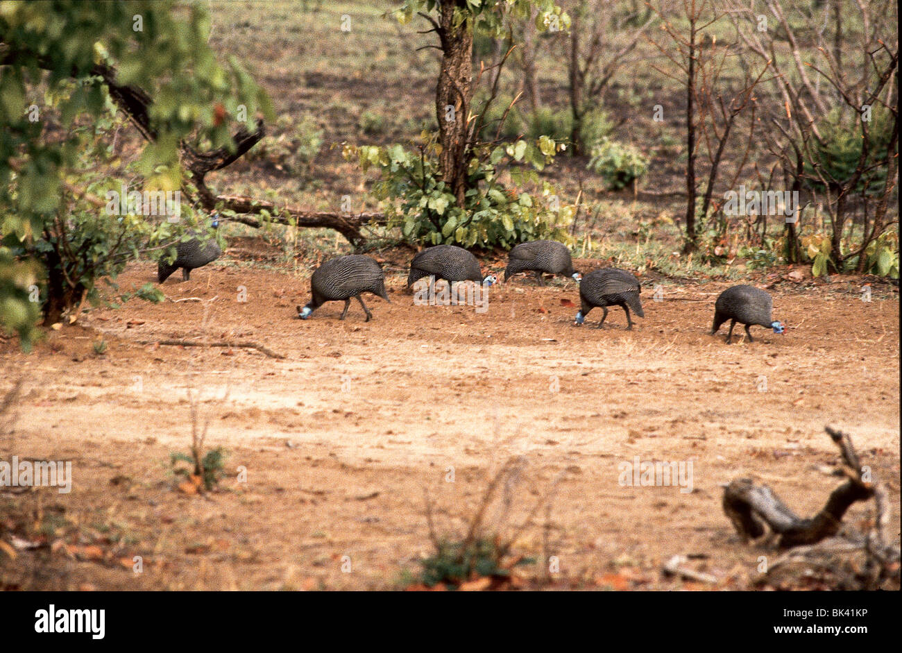 Helmeted Guineafowl in Zimbabwe, Africa Stock Photo - Alamy