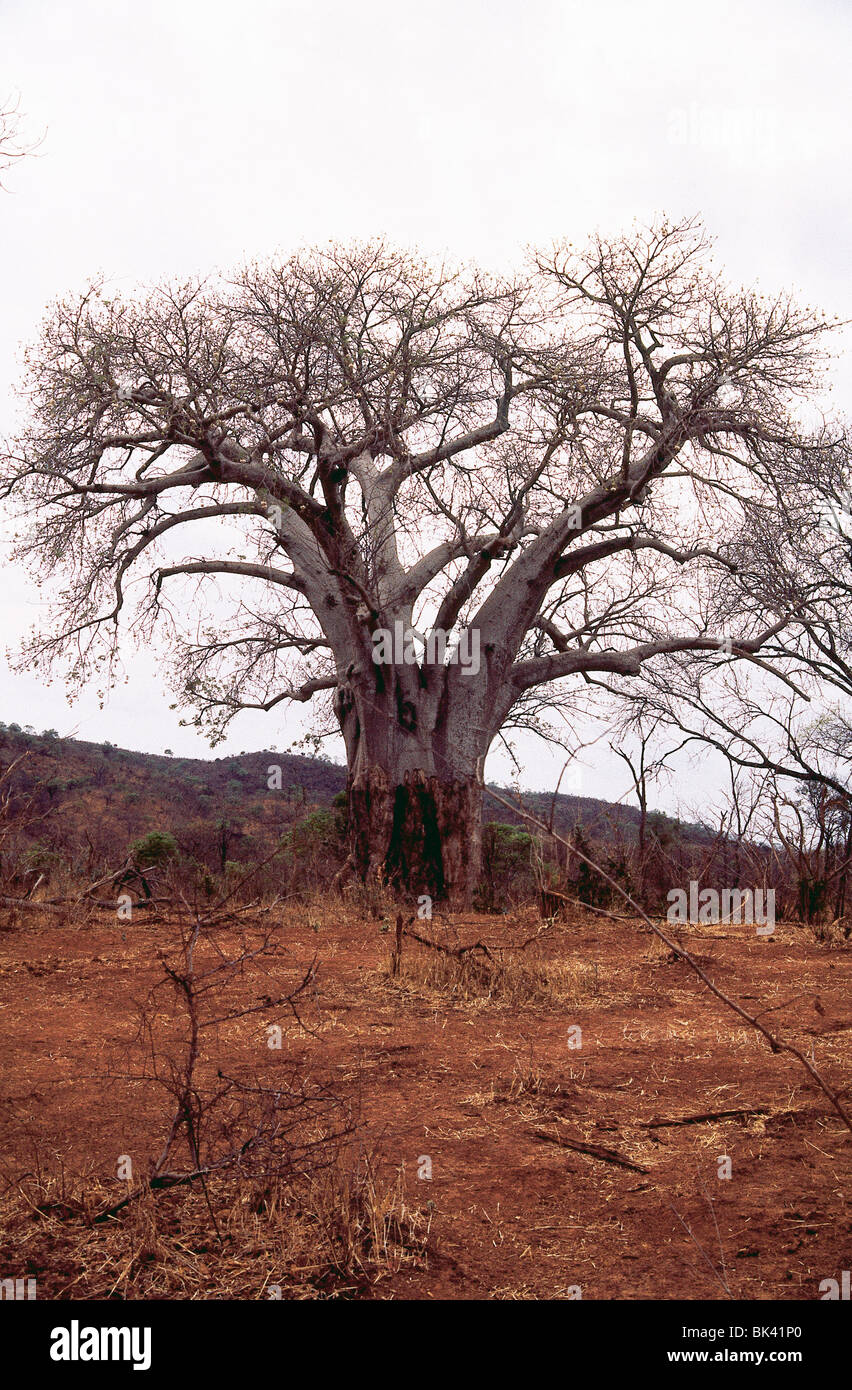 Tree in south zimbabwe hi-res stock photography and images - Alamy