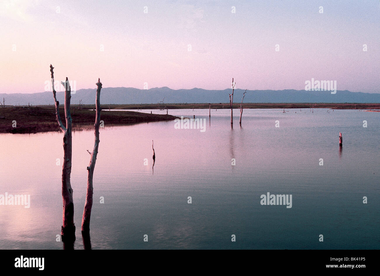 Branches of submerged trees in Lake Kariba, Zimbabwe Stock Photo - Alamy