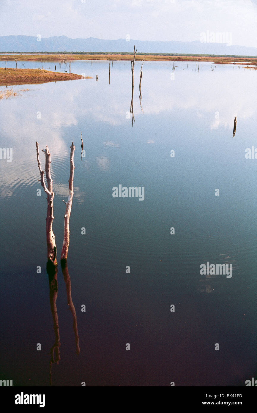 Branches of submerged trees in Lake Kariba, Zimbabwe. Africa Stock ...