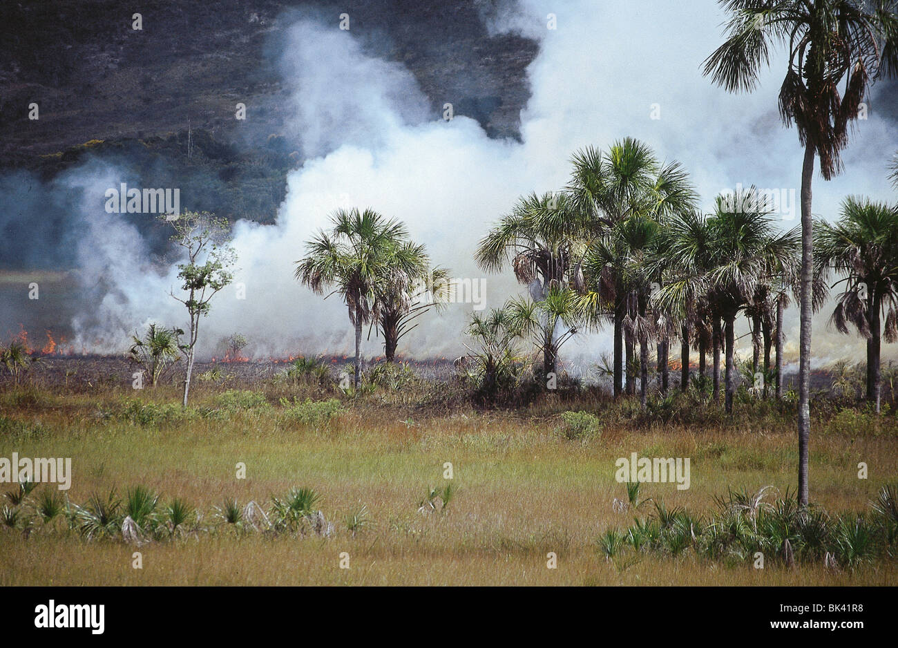 Slash and burn brazil hi-res stock photography and images - Alamy