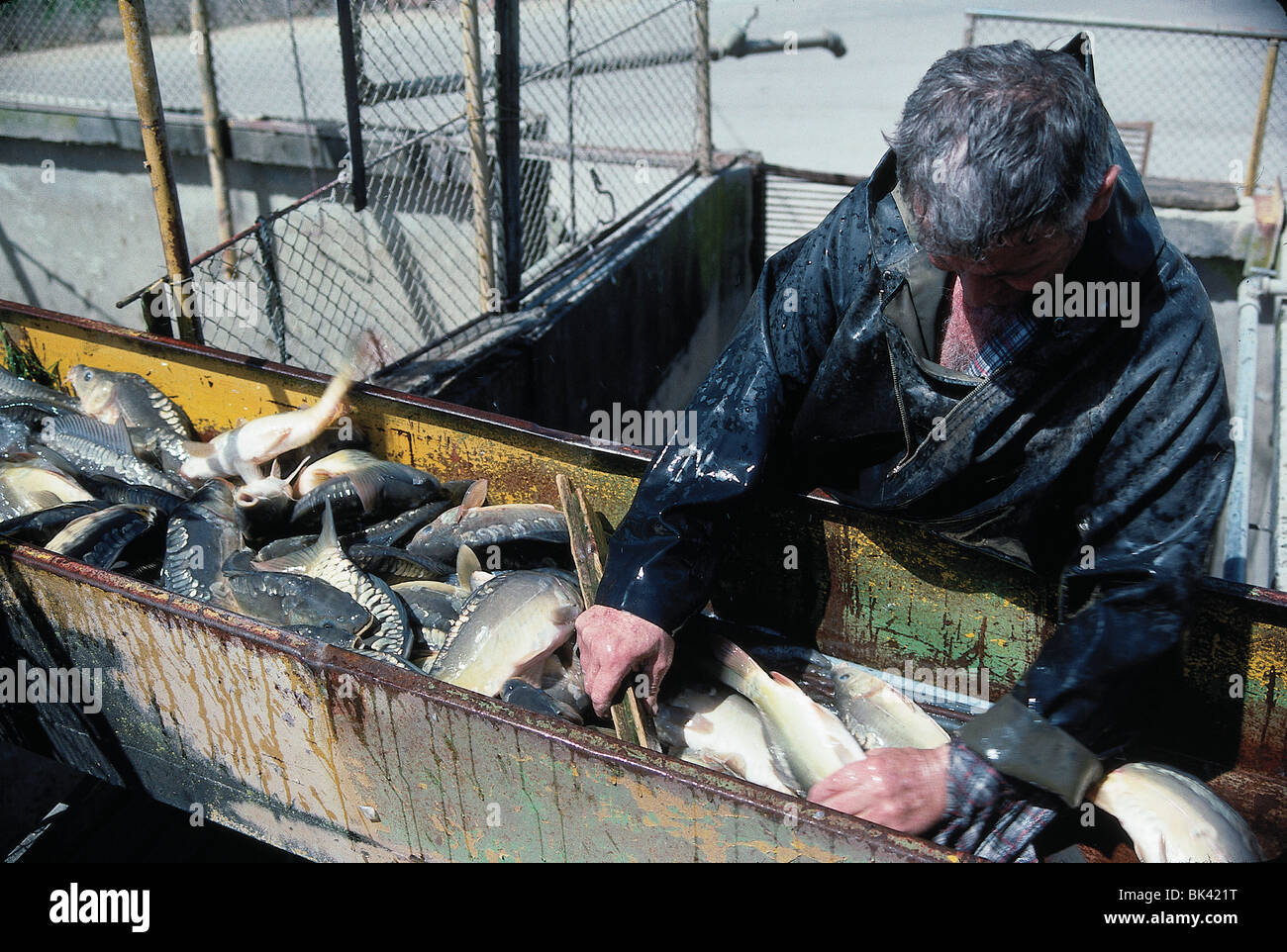 Fish farm in Northern Israel Stock Photo - Alamy