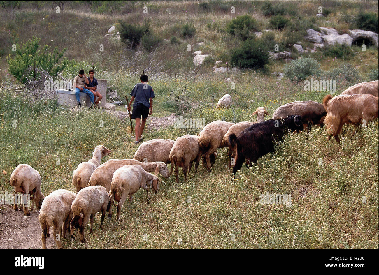 Three boys tending to a herd of goats, Israel Stock Photo - Alamy