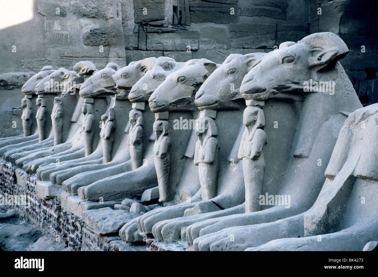 Avenue of Criosphinxes at the Temple of Amun at Karnak, ancient Thebes ...