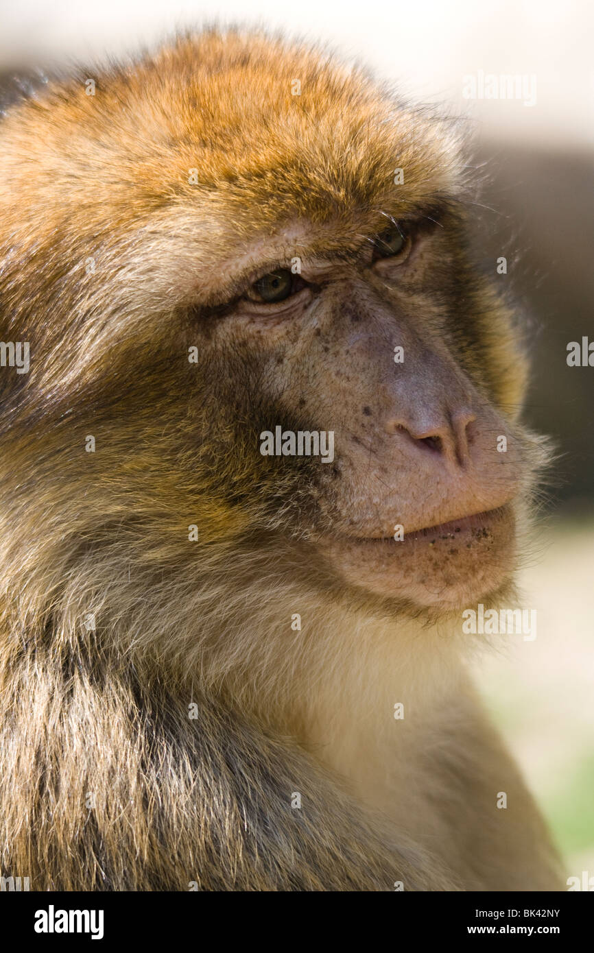 Macaque zoo hi-res stock photography and images - Alamy