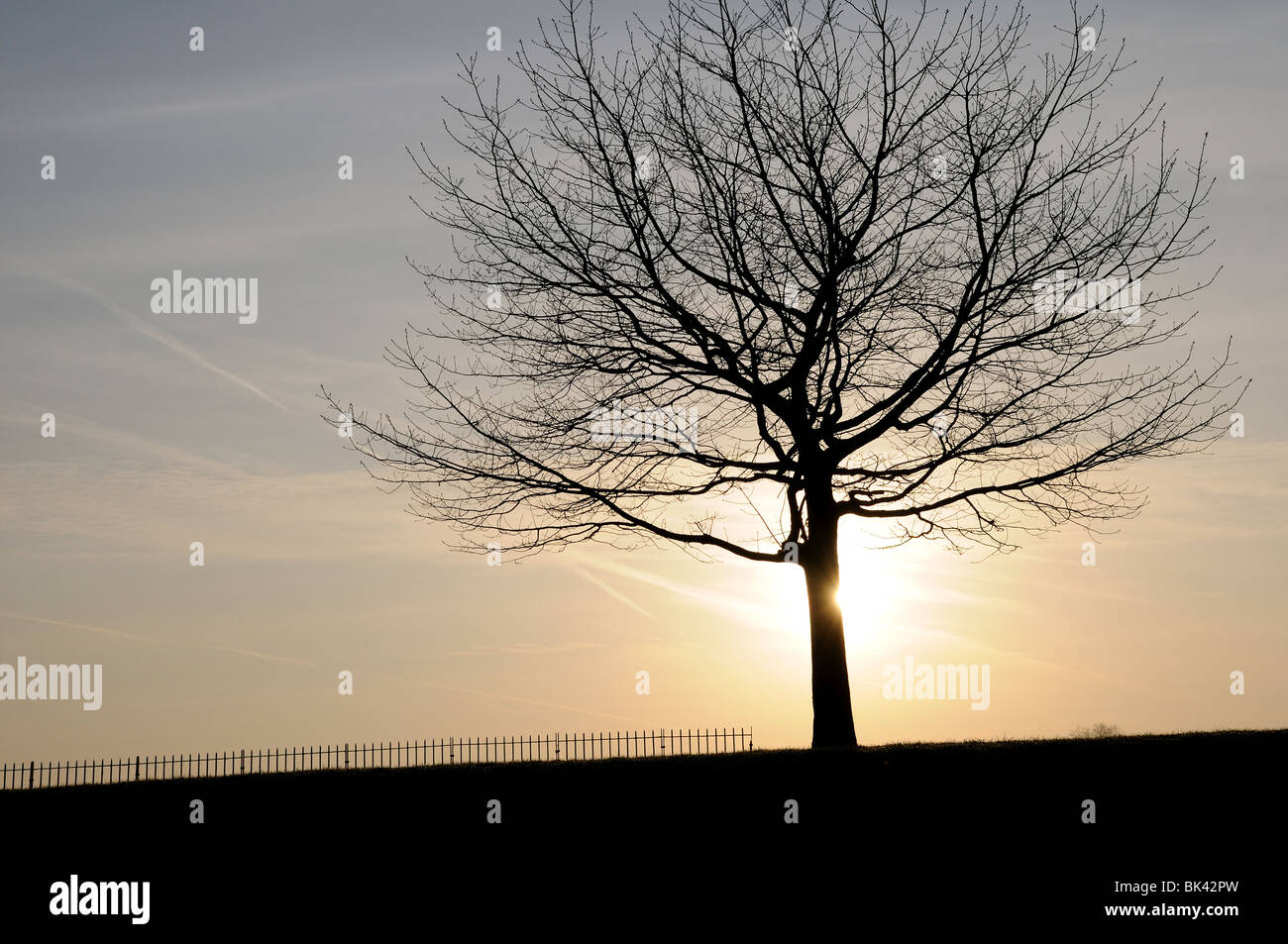 Sunrise Tree Spring Morning Stock Photo - Alamy