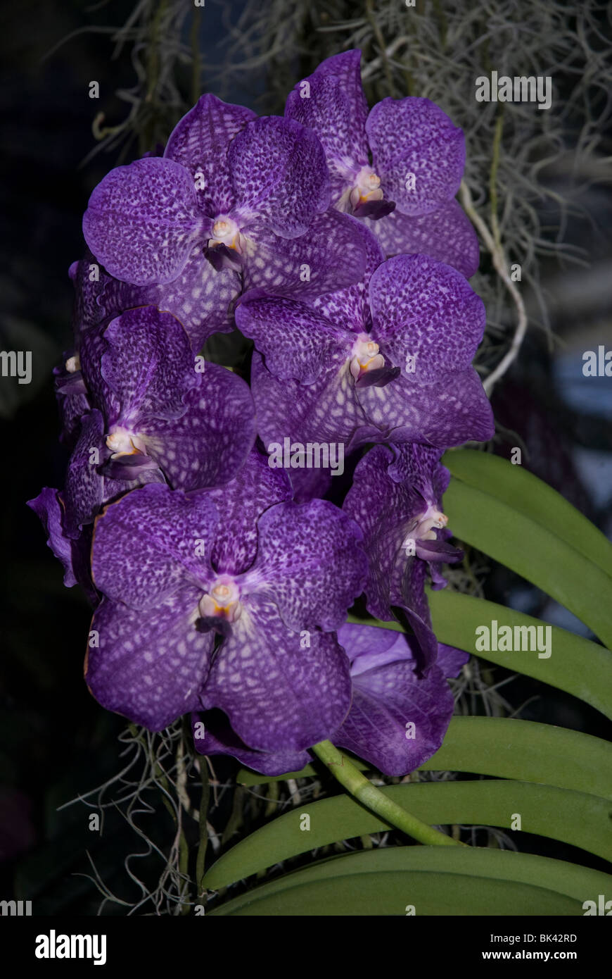 Blue vanda hi-res stock photography and images - Alamy