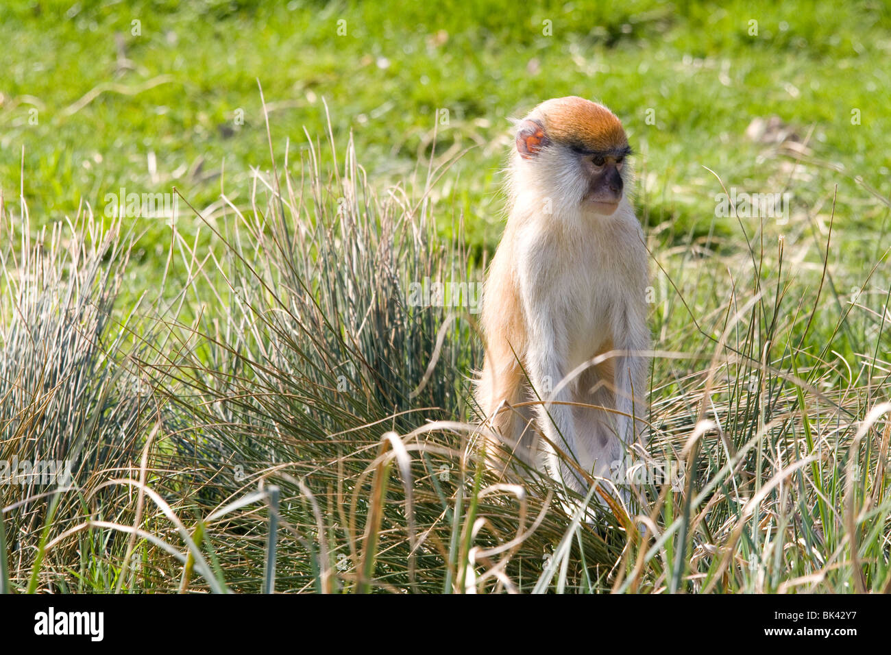 Patas Monkey High Resolution Stock Photography and Images - Alamy