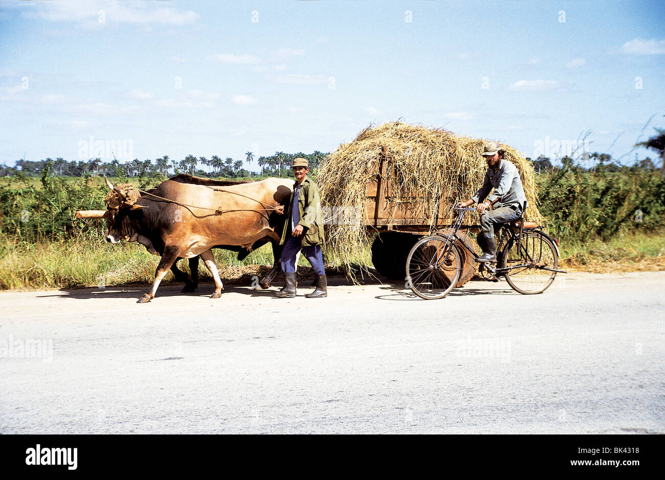 Oxen pulling farm wagon and man on bicycle, Cuba Stock Photo - Alamy