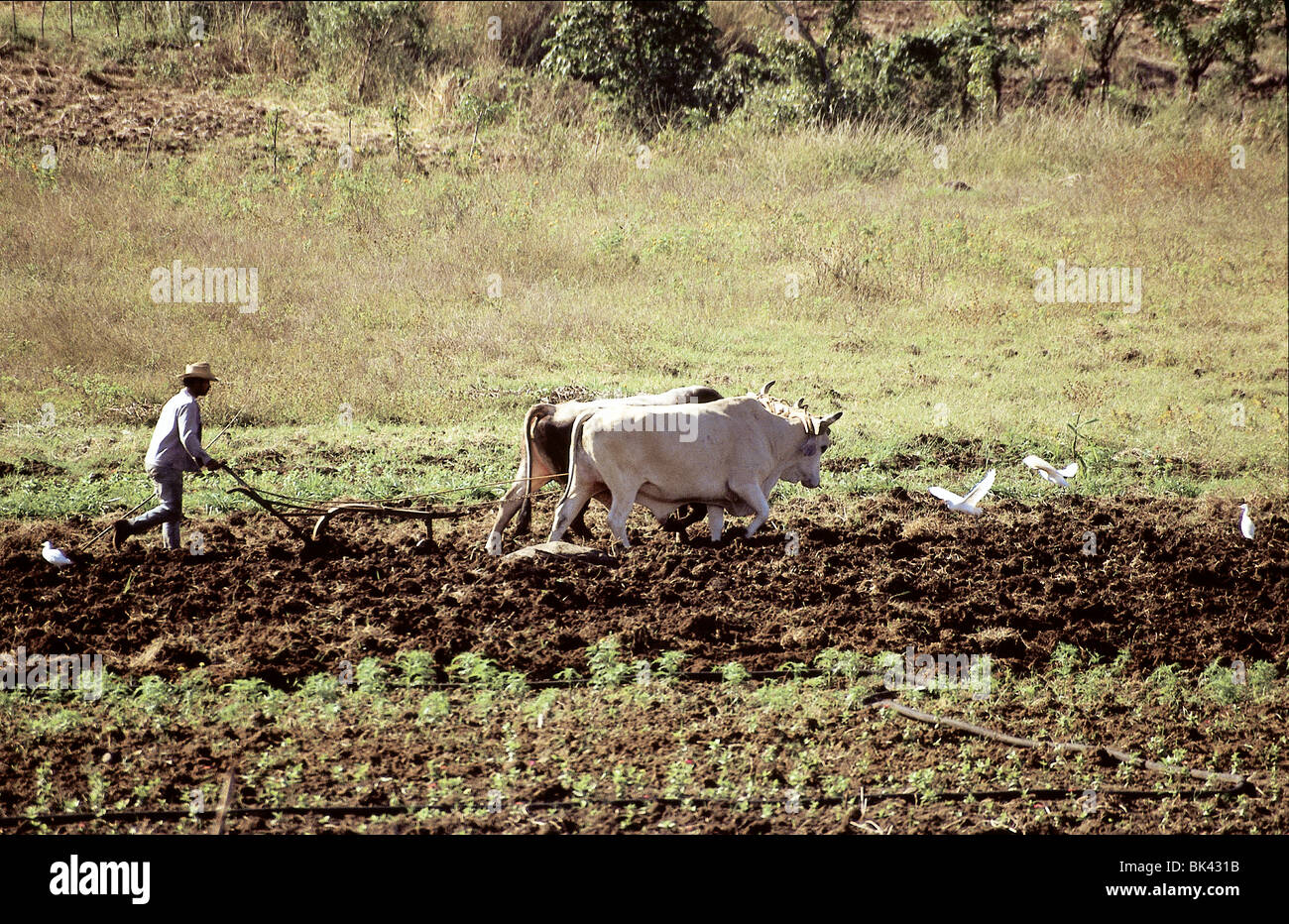 Farmer plowing a field with a team of oxen, Cuba Stock Photo - Alamy