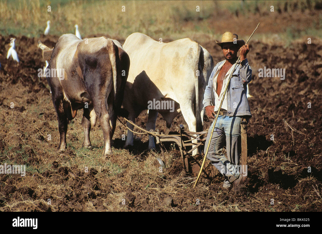Farmer plowing with a team of oxen, Cuba Stock Photo - Alamy