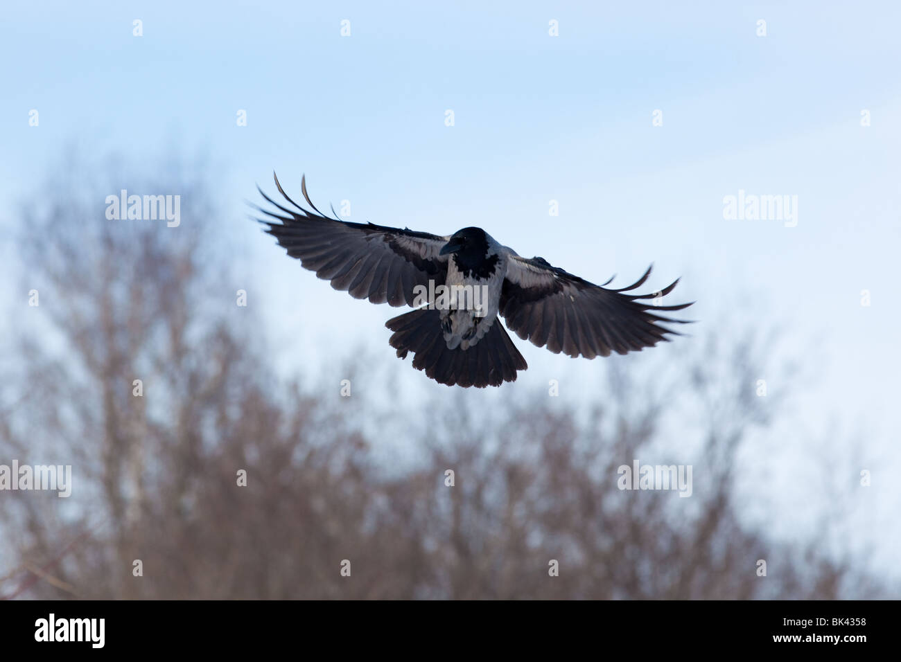 Hooded Crow (Scotch, Danish, Grey), Corvus cornix, in flight Stock ...
