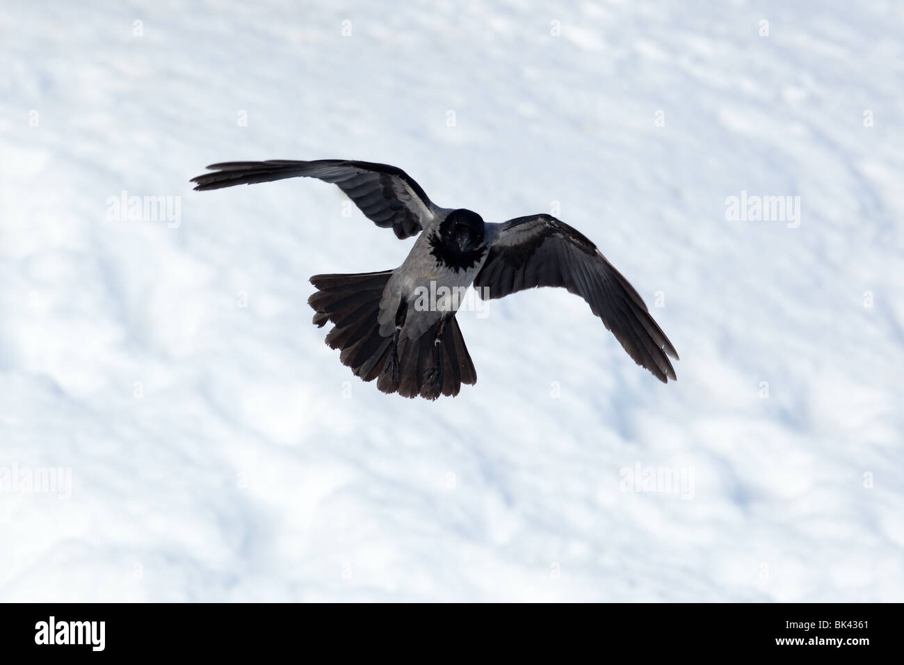 Hooded Crow (Scotch, Danish, Grey), Corvus cornix, in flight Stock ...
