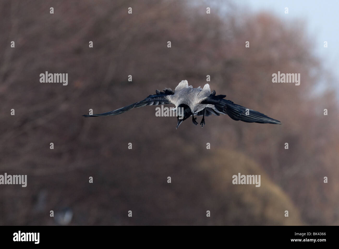 Hooded crow hi-res stock photography and images - Alamy