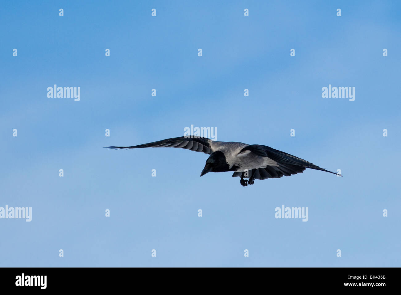 Hooded Crow (Scotch, Danish, Grey), Corvus cornix, in flight Stock ...