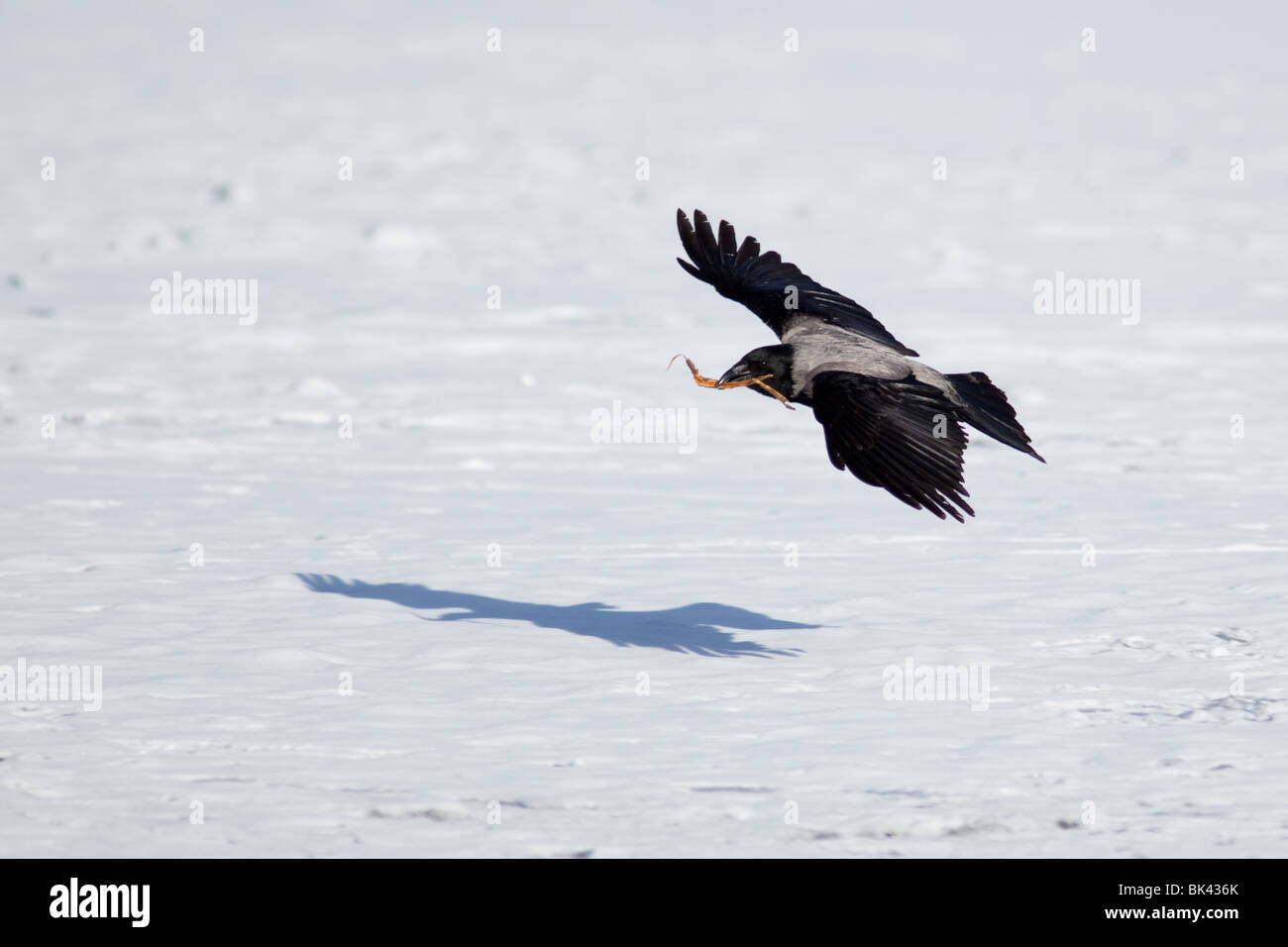 Hooded Crow (Scotch, Danish, Grey), Corvus cornix, in flight Stock ...