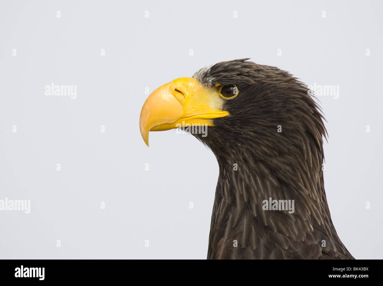 Portrait sea Cut Out Stock Images & Pictures - Alamy
