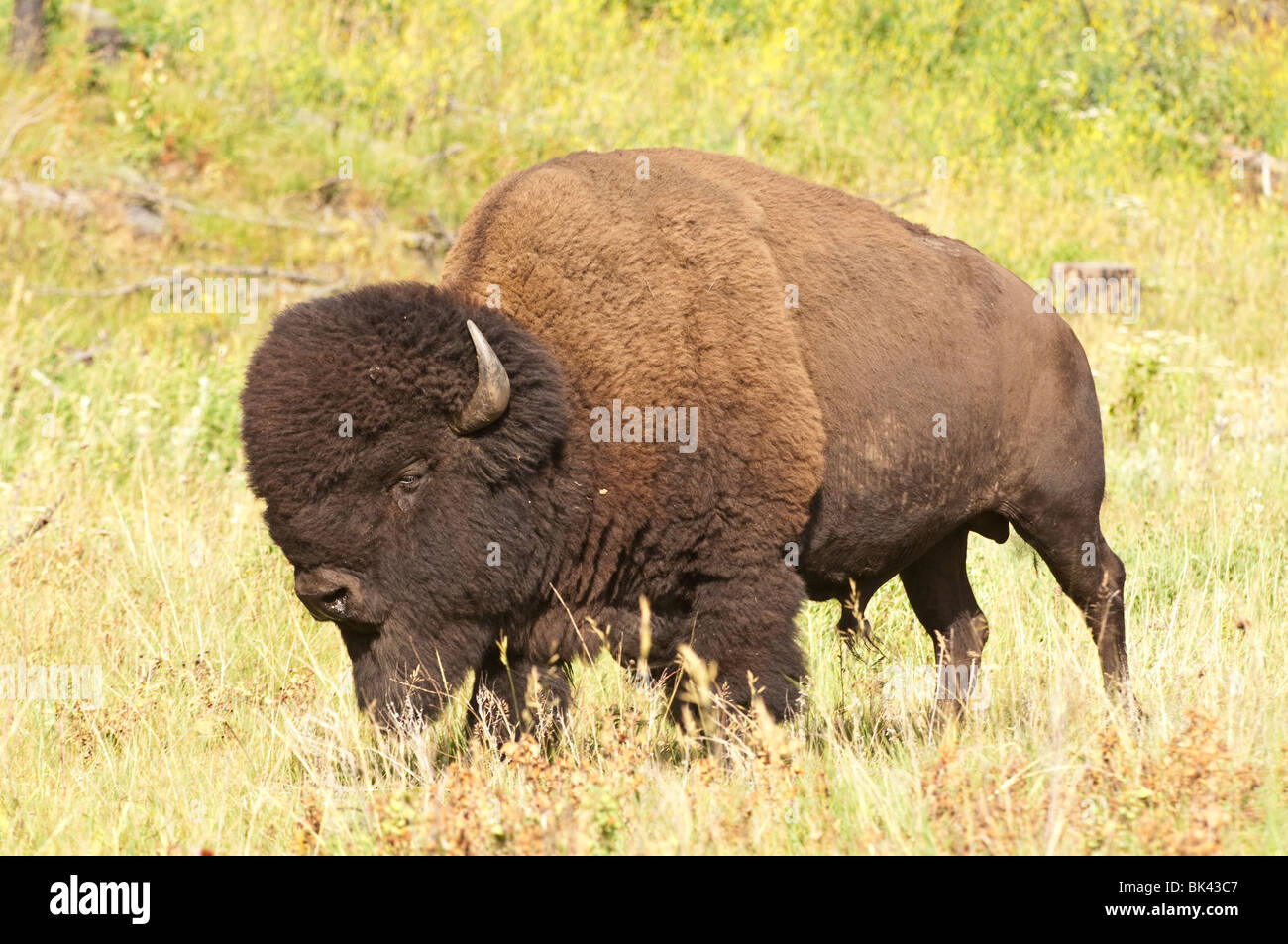 North American plains bison, Bison bison bison, Wind Cave National Park ... North American plains bison, Bison bison bison, Wind Cave National Park ...