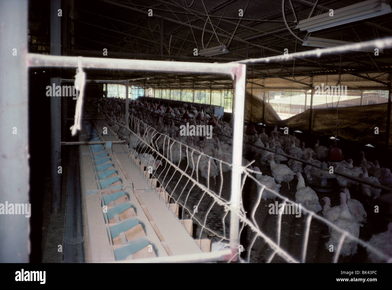Poultry barn at Hagoshrim Kibbutz in Upper Galilee, Israel Stock Photo ...