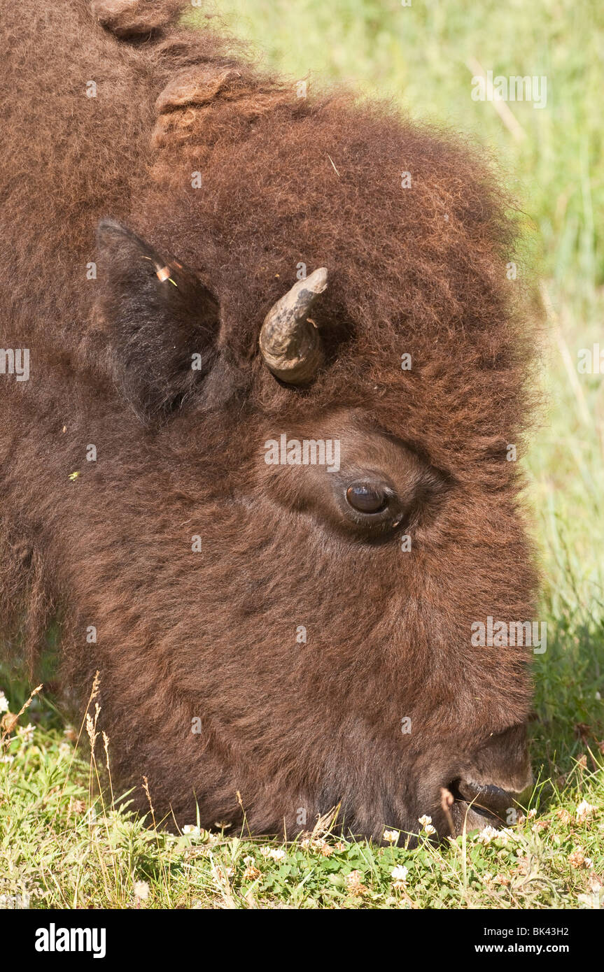 Bison bison bison bovidae buffalo prey hi-res stock photography and ...