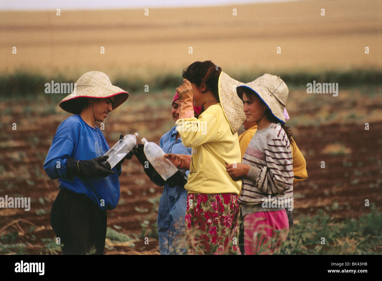 Farm workers, Israel Stock Photo - Alamy