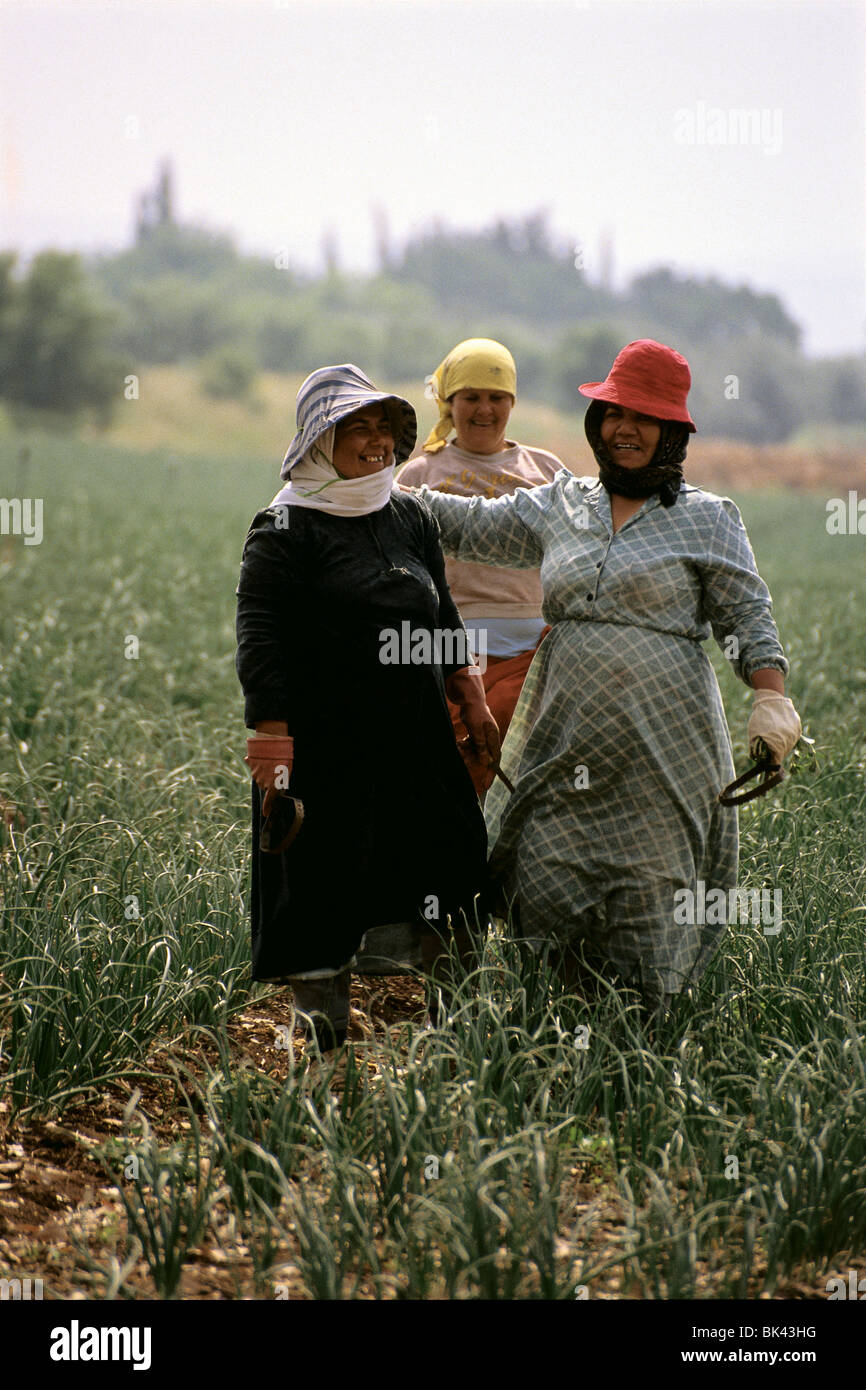 Farm workers in an onion field hi-res stock photography and images - Alamy