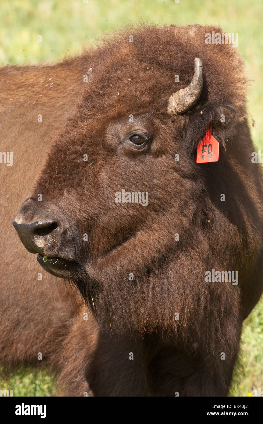 American plains bison bison bison hi-res stock photography and images ...
