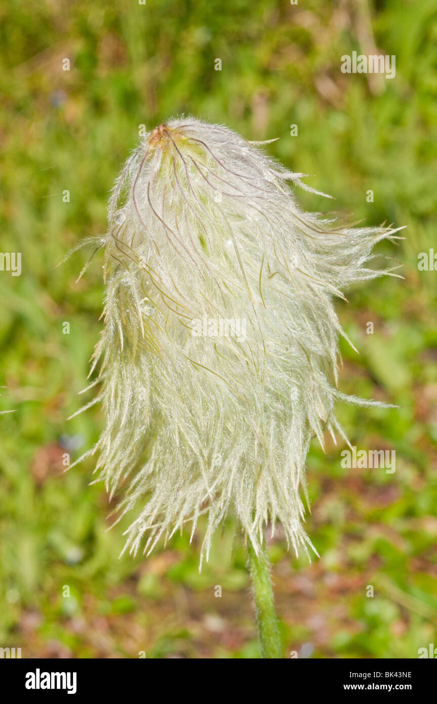 Achene of Western anemone, Anemone occidentalis, Chester Lake trail ...