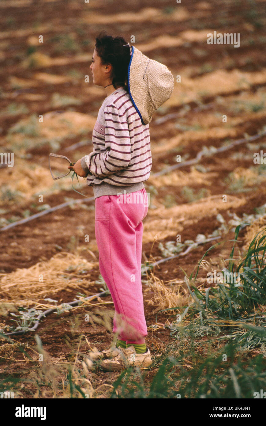 Farmer worker in the field, Israel Stock Photo - Alamy