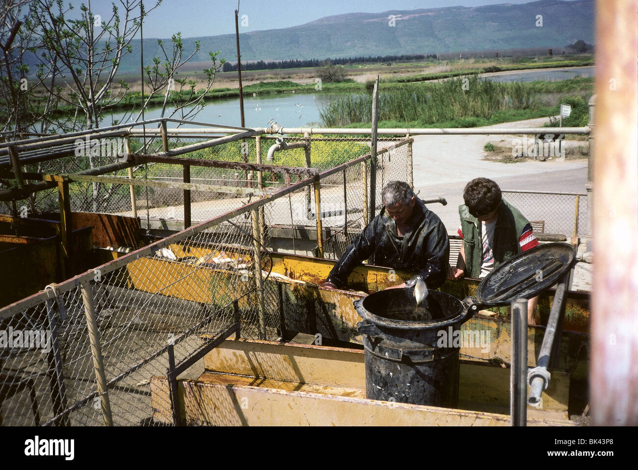 Two people working at a fish farm in Northern Israel Stock Photo - Alamy