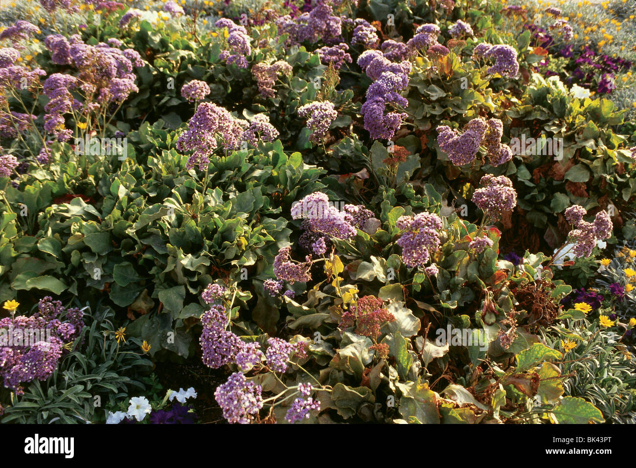 Flowering Plants, Israel Stock Photo - Alamy