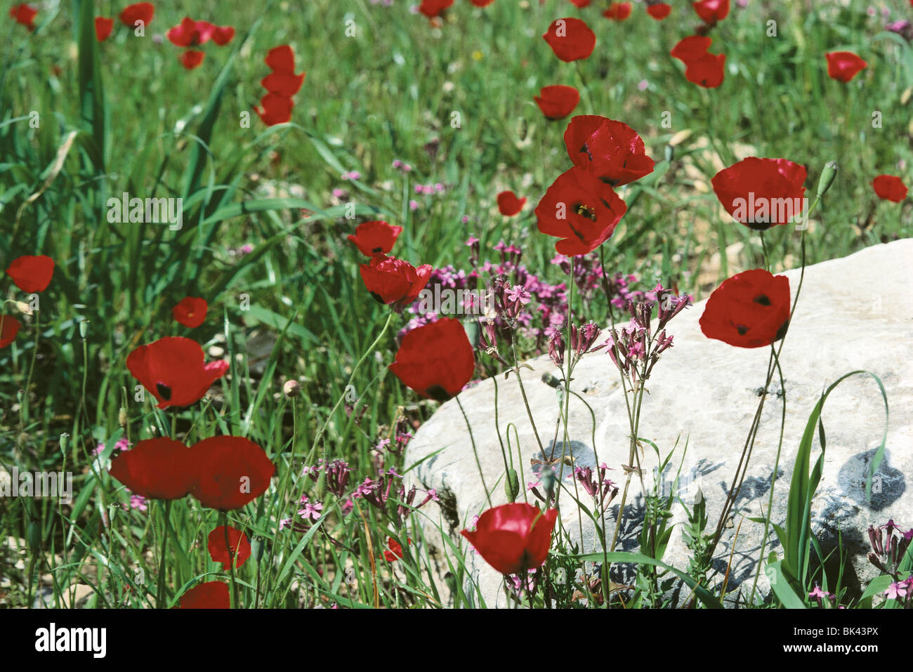 Red poppies in Israel Stock Photo - Alamy