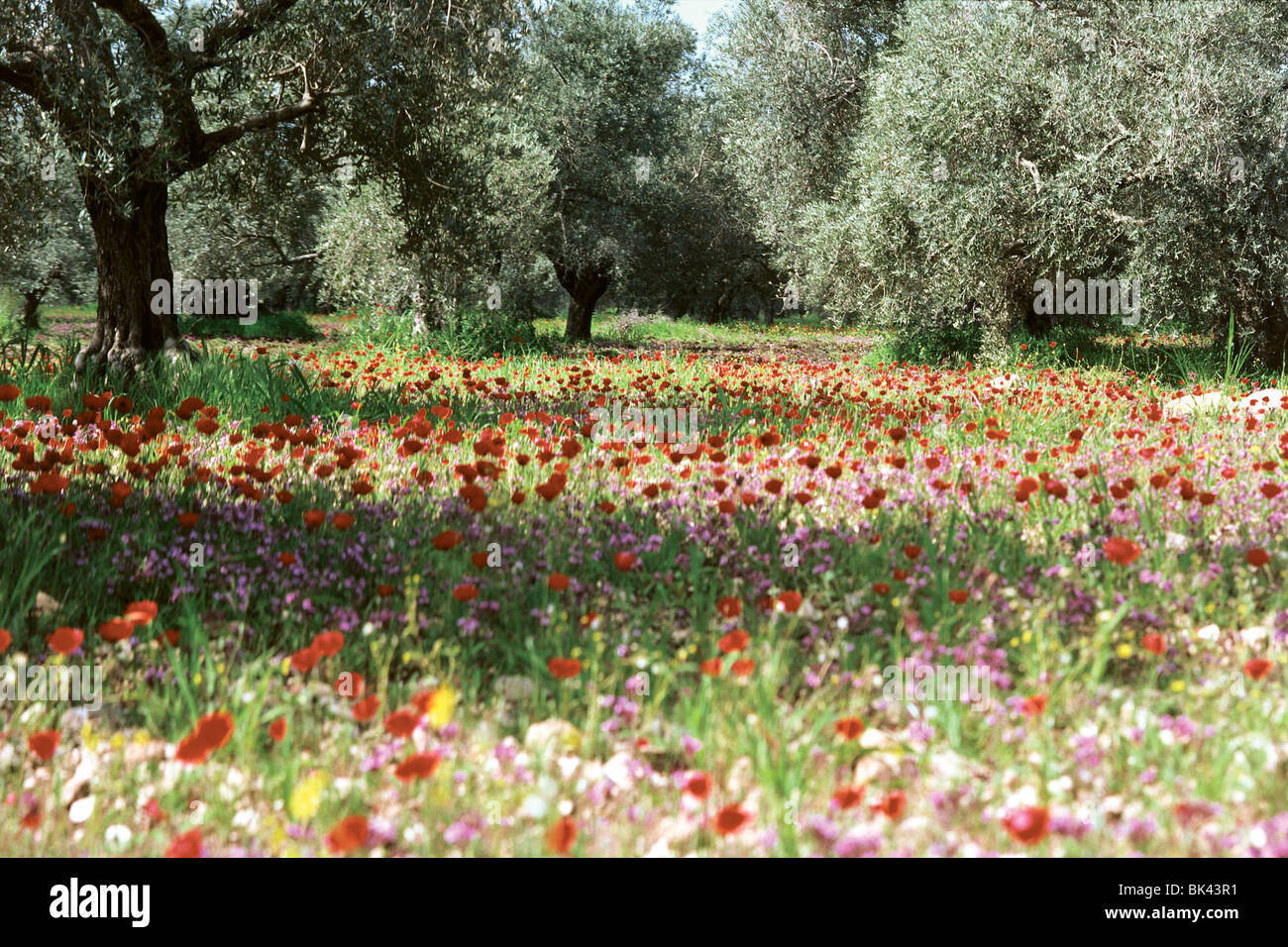Poppies israel hi-res stock photography and images - Alamy