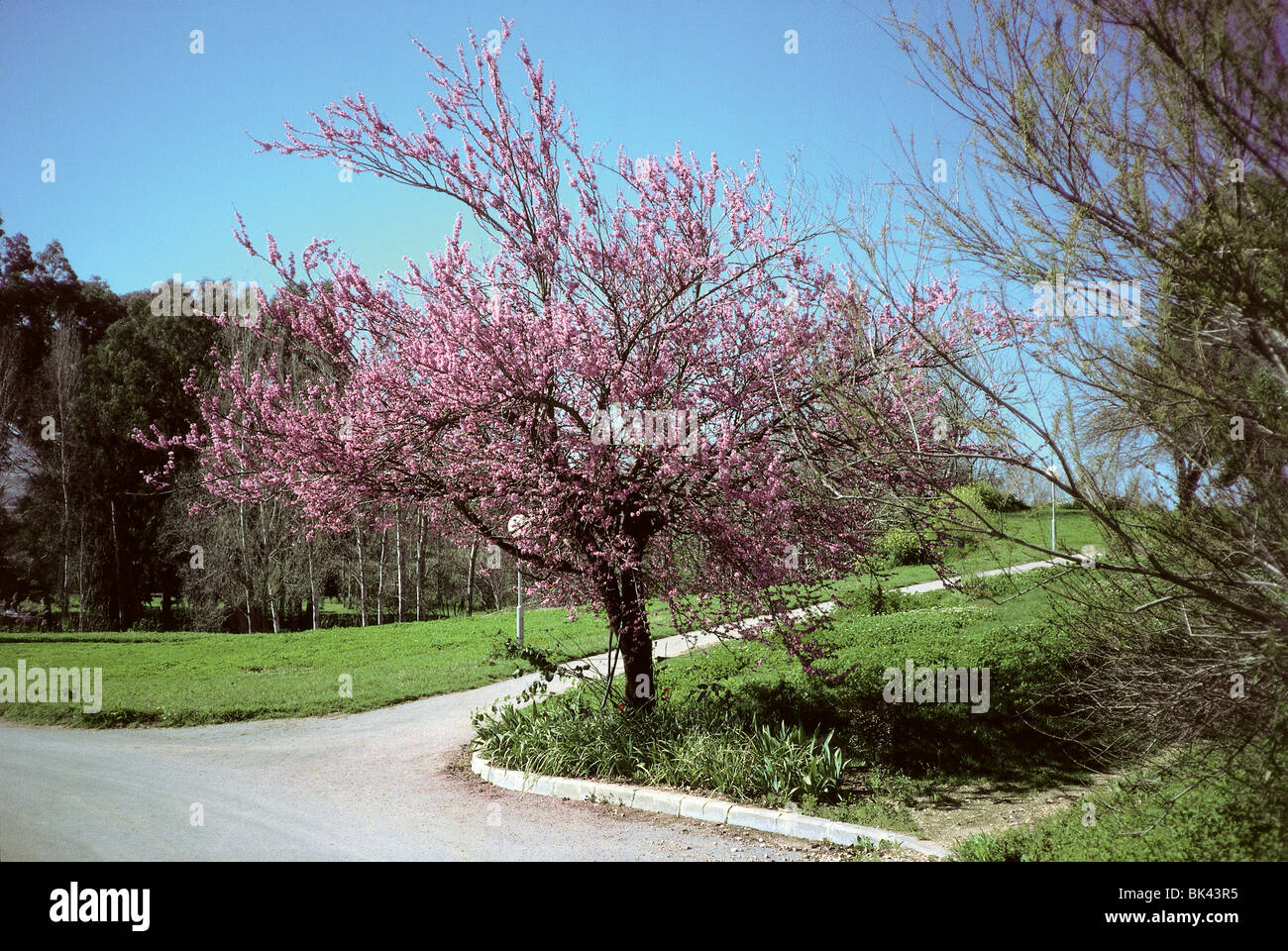 Judas-tree (Cercis siliquastrum) or Redbud Tree, Israel Stock Photo - Alamy
